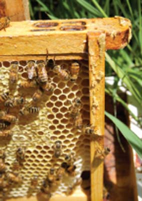 bijen-verzamelen-propolis-voor-tinctuur